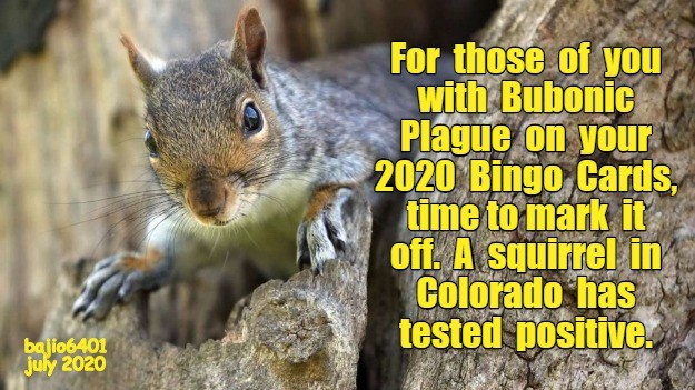 JUST STOP IT 2020 - Animal Comedy - Animal Comedy, funny animals ...