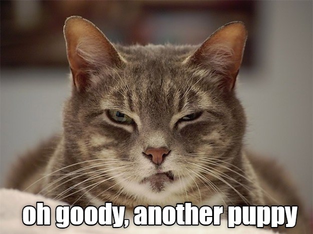 oh goody, another puppy - Lolcats - lol | cat memes | funny cats ...