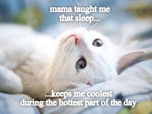 Keeping Your Cool - Lolcats - lol | cat memes | funny cats | funny cat ...
