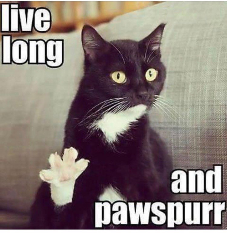 Spock has become a cat - Lolcats - lol | cat memes | funny cats | funny ...