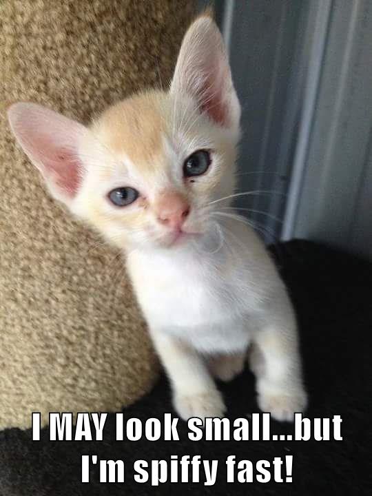 Spiffy fast! - Lolcats - lol | cat memes | funny cats | funny cat ...