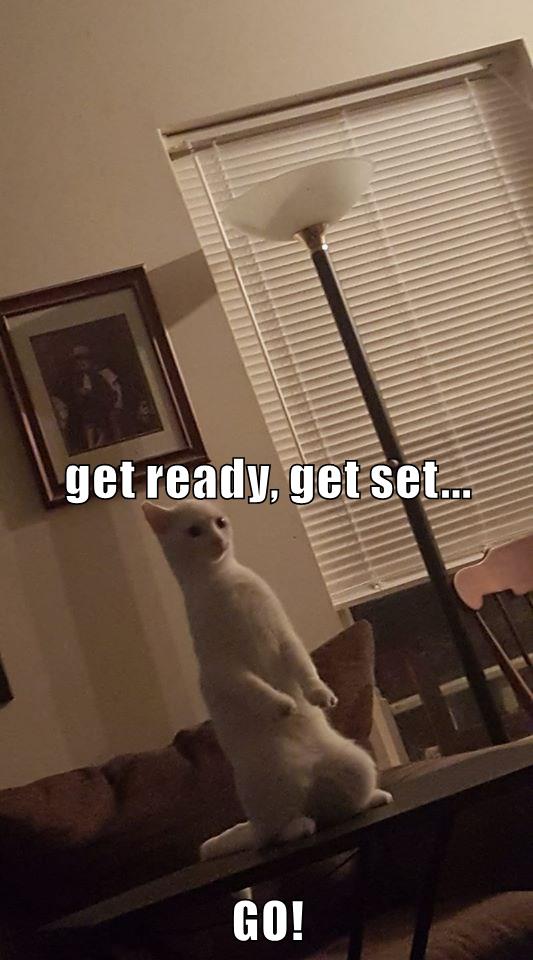 Ready,set... GO! - Lolcats - lol | cat memes | funny cats | funny cat ...