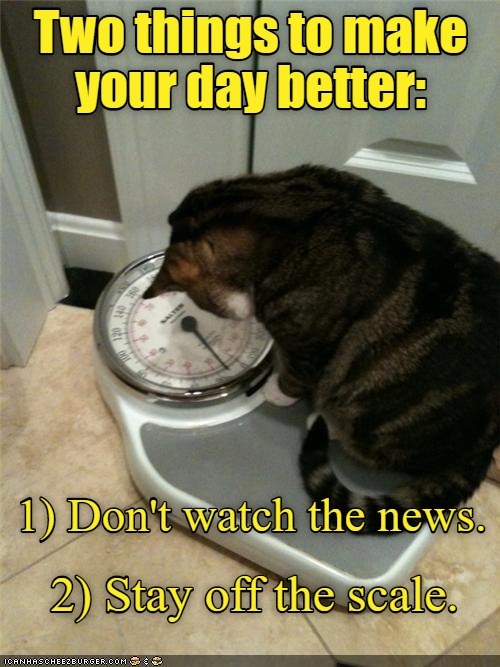Breaking news, You've gained weight - Lolcats - lol | cat memes | funny ...