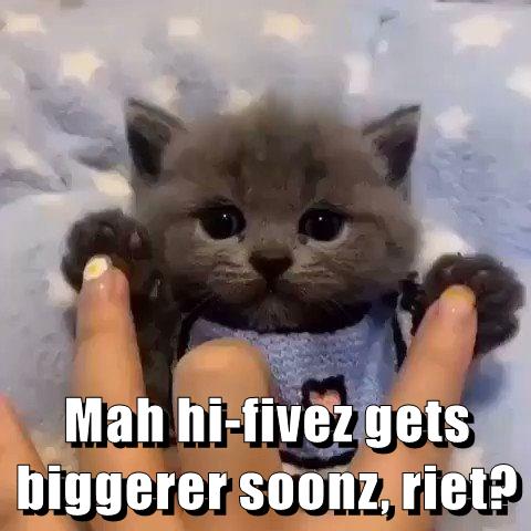Mah hi-fivez - Lolcats - lol | cat memes | funny cats | funny cat ...