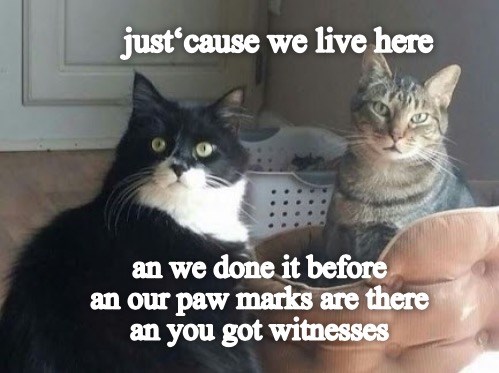 Judgement In Progress - Lolcats - lol | cat memes | funny cats | funny ...