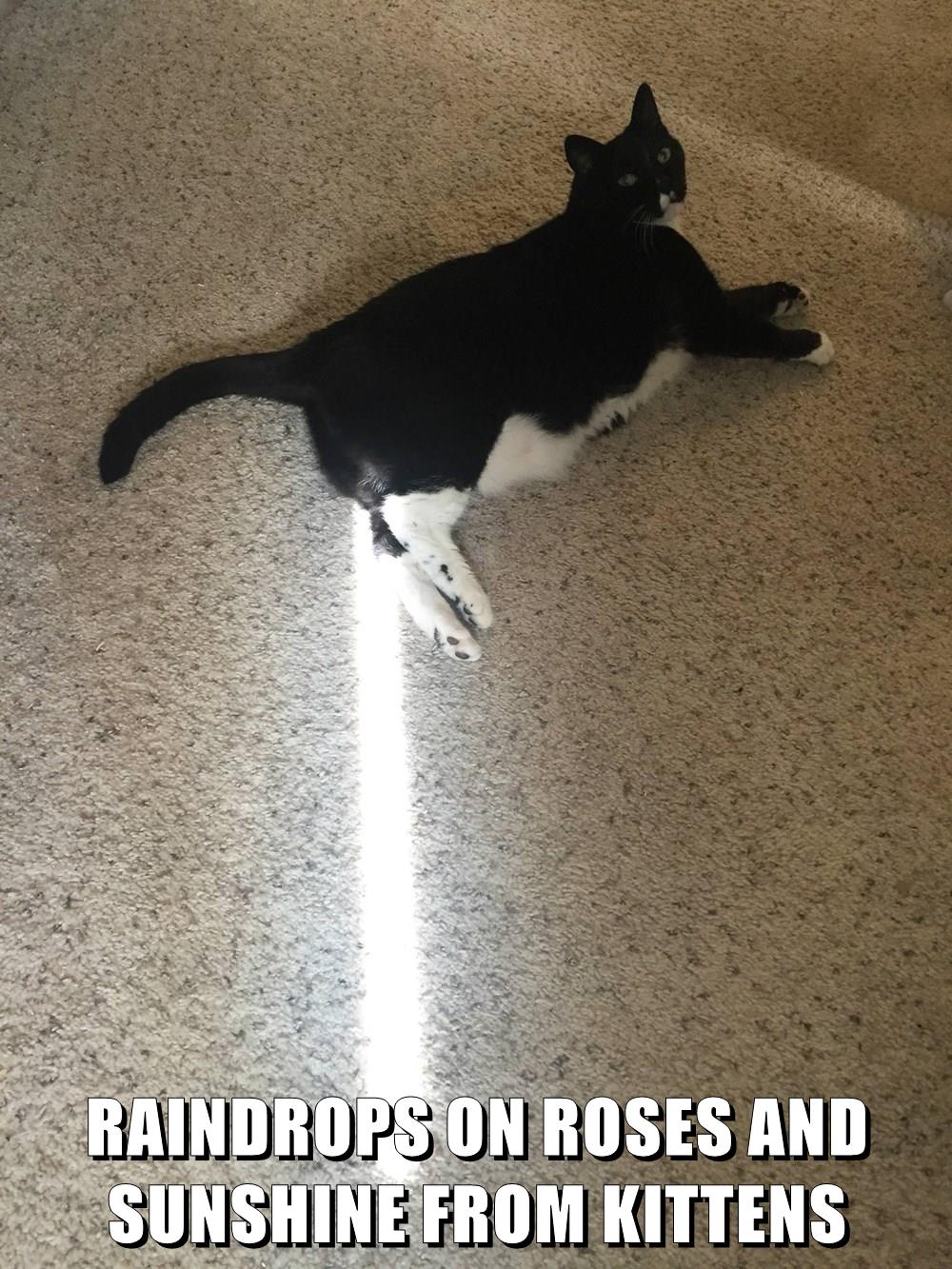 RAINDROPS ON ROSES AND SUNSHINE FROM KITTENS - Lolcats - lol | cat ...