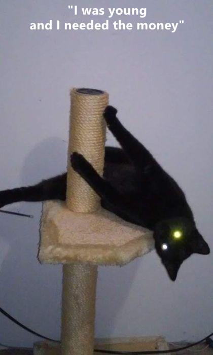 What's your excuse? - Lolcats - lol | cat memes | funny cats | funny ...