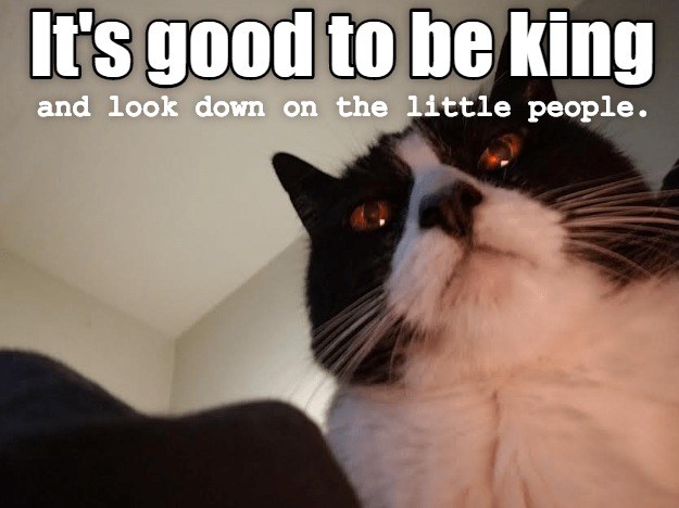 It's good to be king - Lolcats - lol | cat memes | funny cats | funny ...
