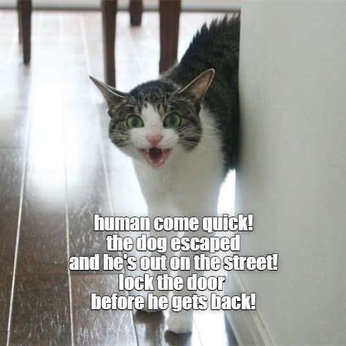 Human come quick! - Lolcats - lol | cat memes | funny cats | funny cat ...