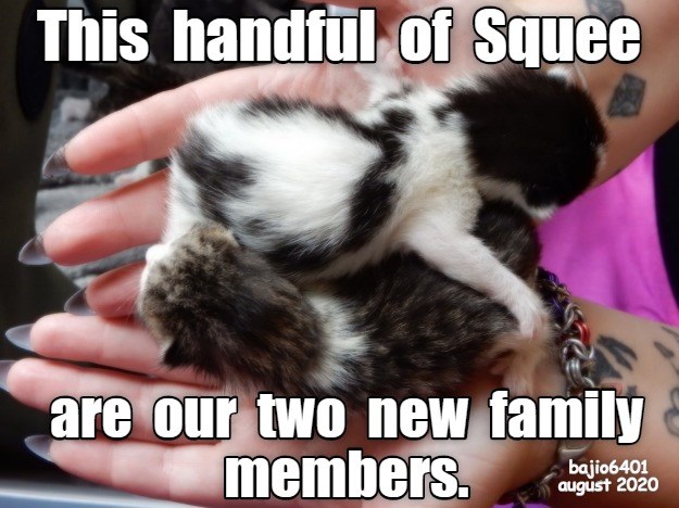 AND ONLY ONE DAY OLD - Lolcats - lol | cat memes | funny cats | funny ...