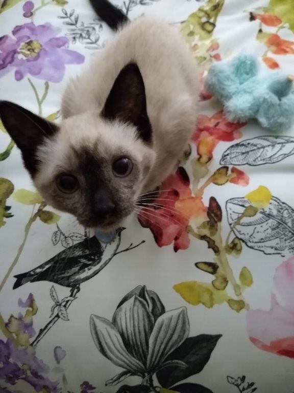 Phoenix - That Face - Cats N' Kittens - Cat Pictures - Cute Kittens