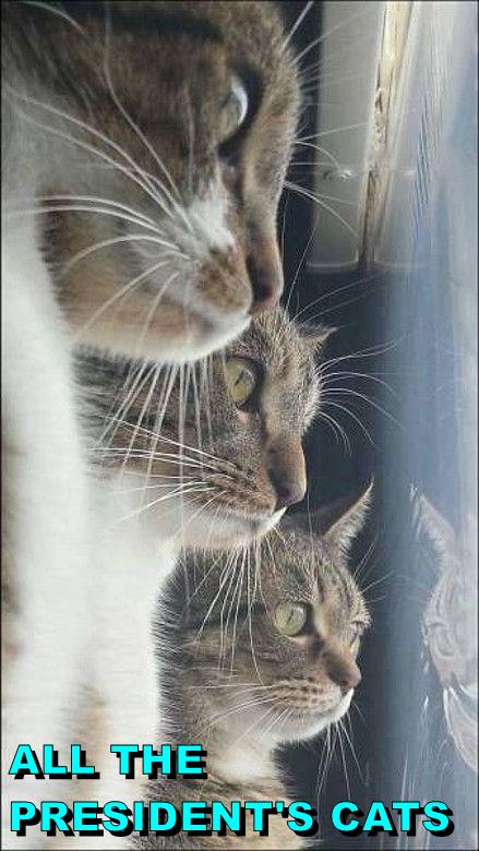 ALL THE PRESIDENT'S CATS - Lolcats - lol | cat memes | funny cats ...