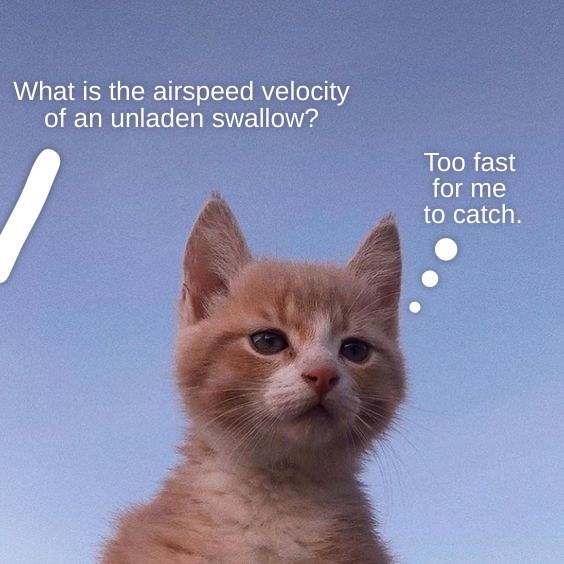 Meownty Python - Lolcats - lol | cat memes | funny cats | funny cat ...