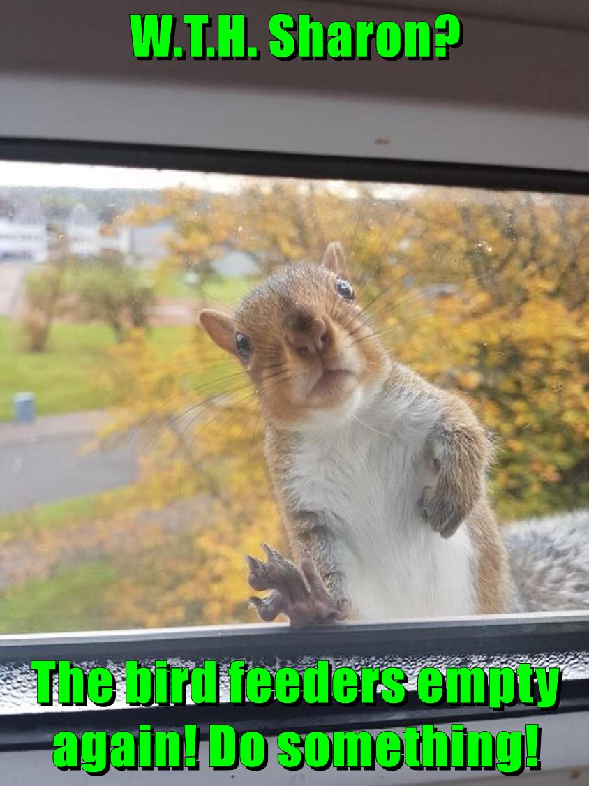 W.T.H. Sharon? - Animal Comedy - Animal Comedy, funny animals, animal gifs