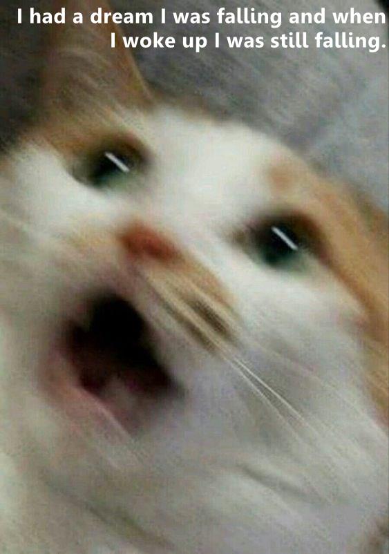 I had a dream - Lolcats - lol | cat memes | funny cats | funny cat ...