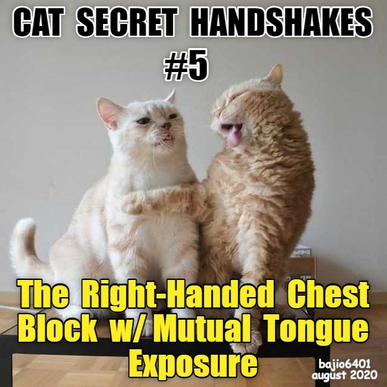 CAT SECRET HANDSHAKES #5 - Lolcats - lol | cat memes | funny cats ...
