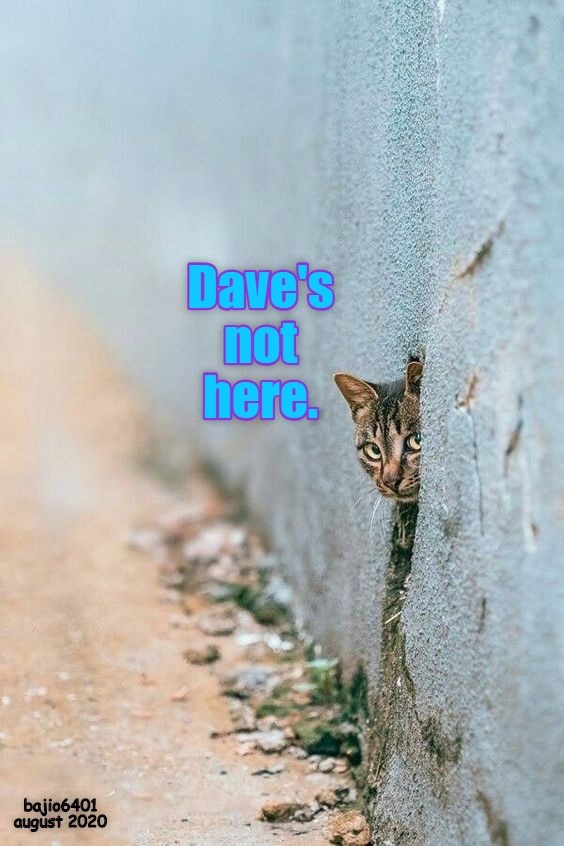 QUIT ASKING FOR HIM - Lolcats - lol | cat memes | funny cats | funny ...