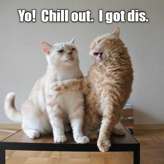 Got dis - Lolcats - lol | cat memes | funny cats | funny cat pictures with words on them | funny ...