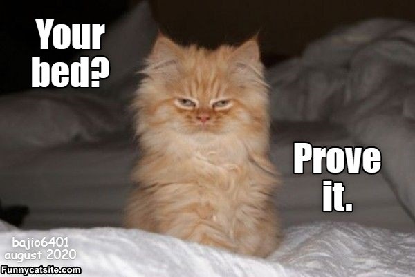 PUT UP OR GET OUT - Lolcats - lol | cat memes | funny cats | funny cat ...