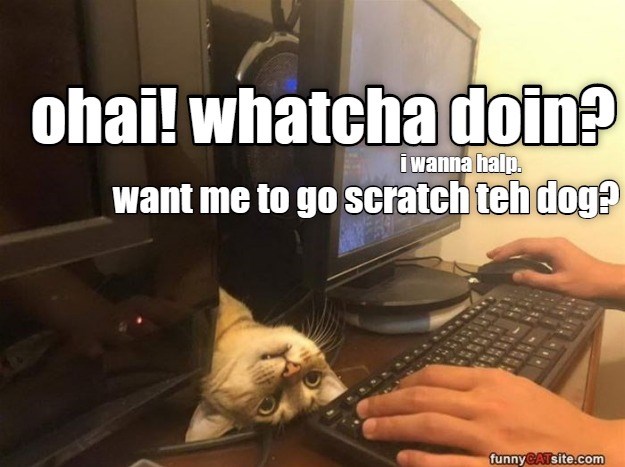 i wanna halp - Lolcats - lol | cat memes | funny cats | funny cat ...