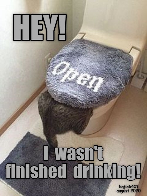 I NEEDED MORE TIME - Lolcats - lol | cat memes | funny cats | funny cat ...