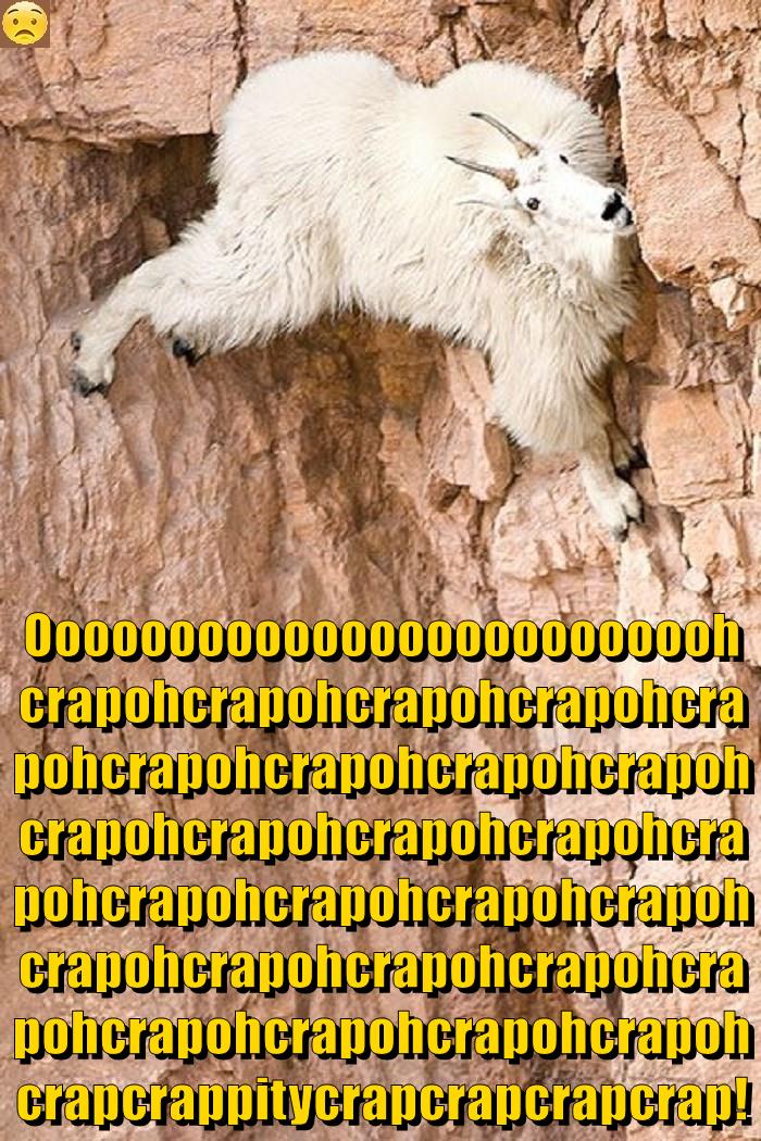 Crap - Animal Comedy - Animal Comedy, funny animals, animal gifs