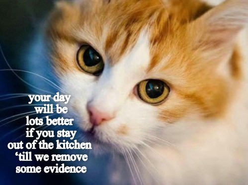 Fair Warning - Lolcats - lol | cat memes | funny cats | funny cat ...