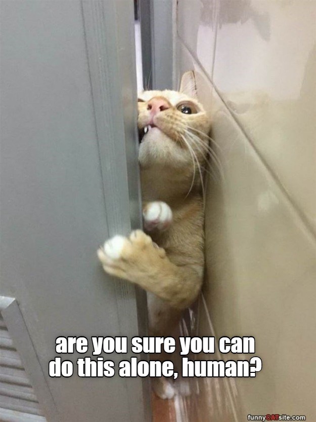 Are you sure, human? - Lolcats - lol | cat memes | funny cats | funny ...