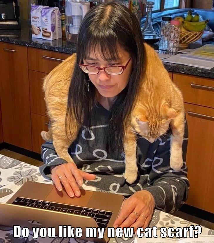 Do you like my new cat scarf? - Lolcats - lol | cat memes | funny cats ...