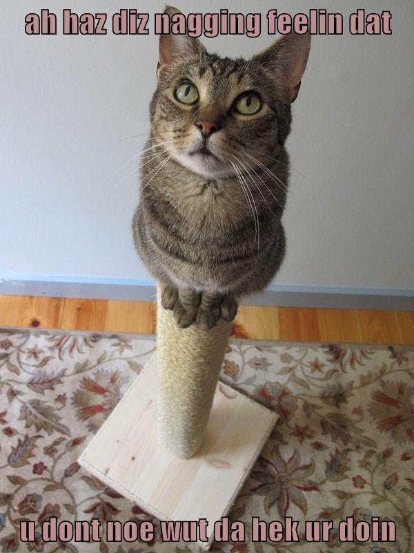 Diz nagging feelin - Lolcats - lol | cat memes | funny cats | funny cat ...