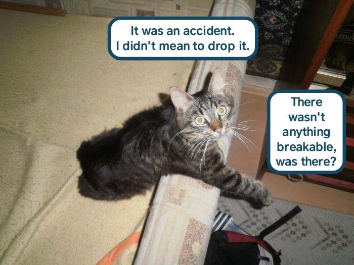 Not that I care - Lolcats - lol | cat memes | funny cats | funny cat ...