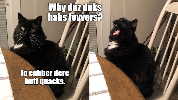 I quack meh UP! - Lolcats - lol | cat memes | funny cats | funny cat ...