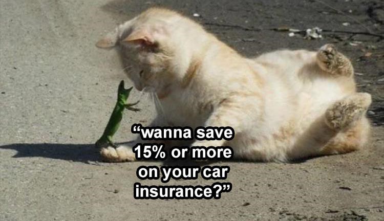 That gecko from Geico is relentless! - I Can Has Cheezburger?