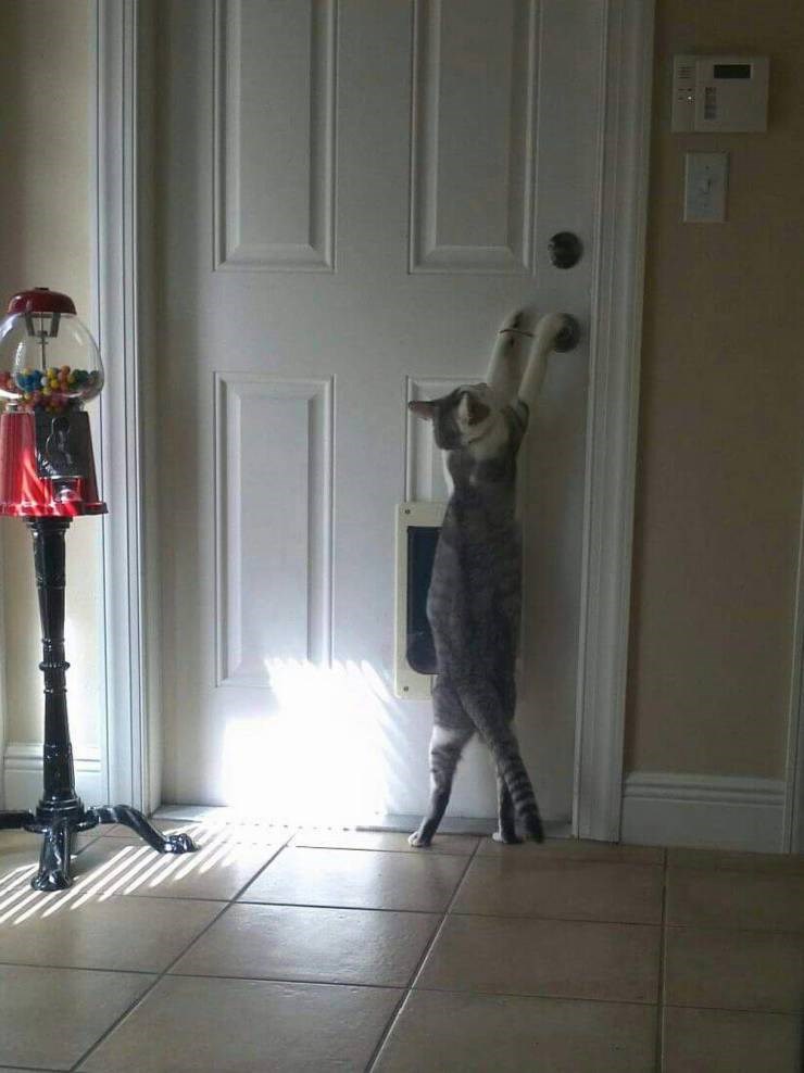 This is why cat owners lock their doors - Lolcats - lol | cat memes ...