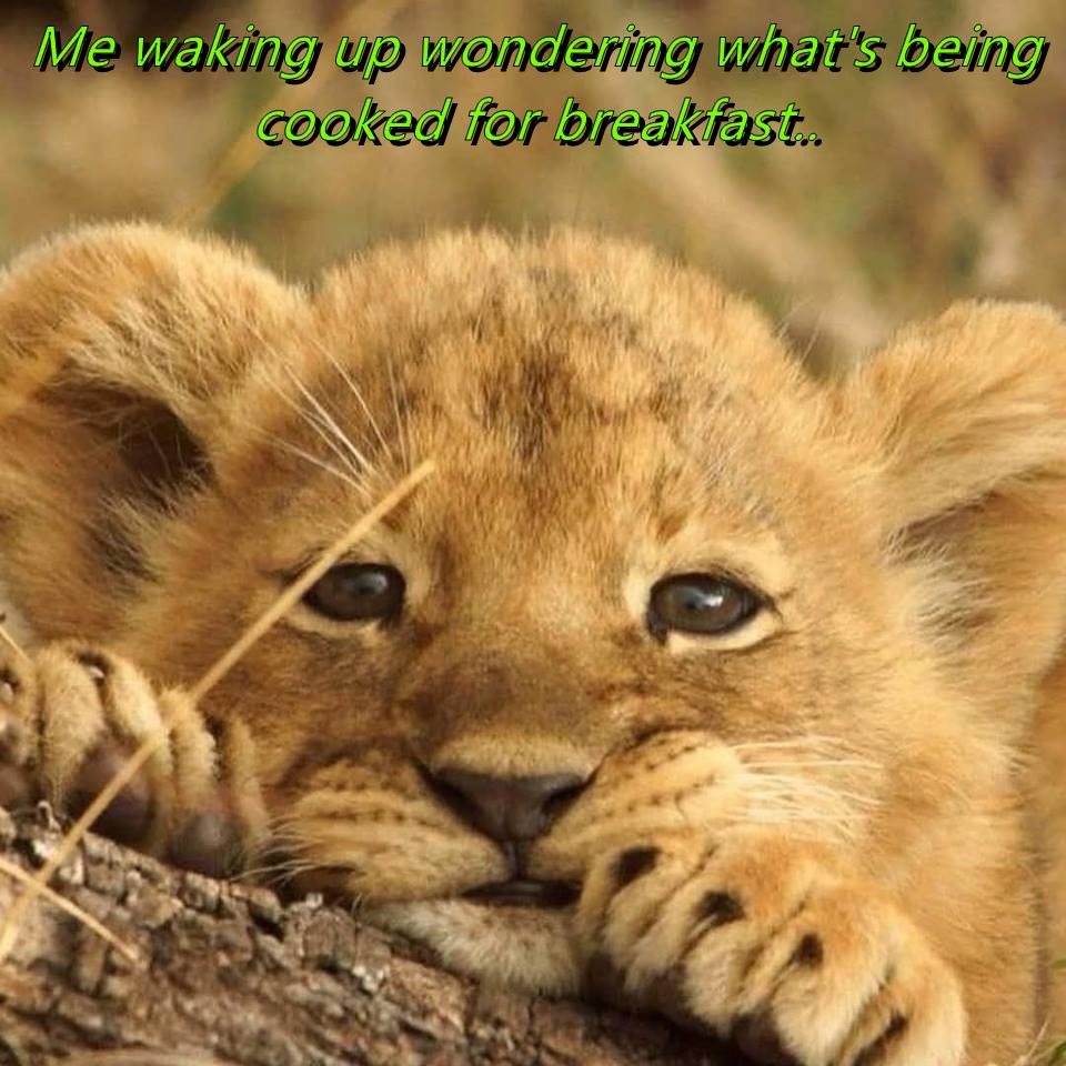 What's cooking - Animal Comedy - Animal Comedy, funny animals, animal gifs