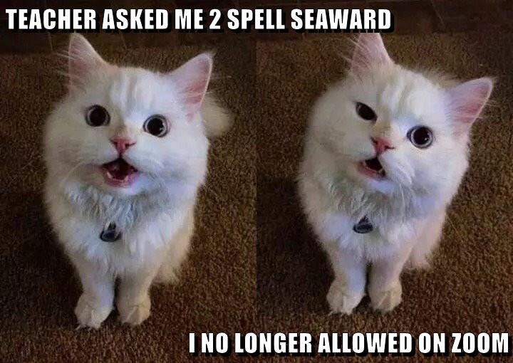 SPELL SEAWARD - Lolcats - lol | cat memes | funny cats | funny cat ...