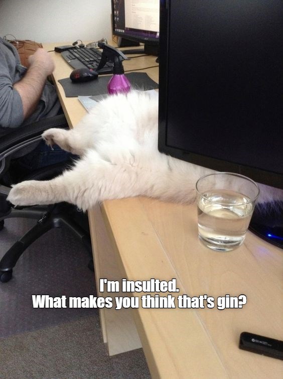 Lolcats - lol | cat memes | funny cats | funny cat pictures with words ...