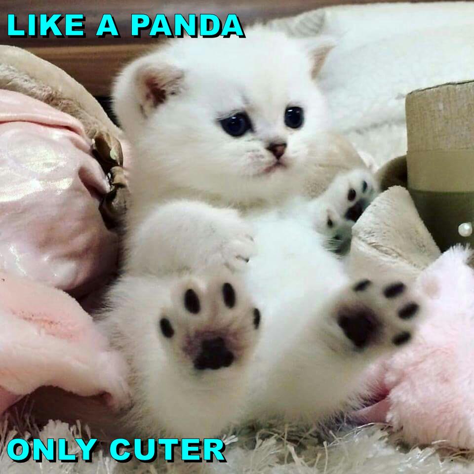 LIKE A PANDA, ONLY CUTER - Lolcats - lol | cat memes | funny cats ...
