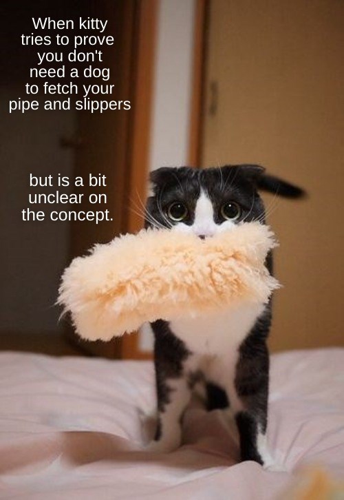 Dog sub fail - Lolcats - lol | cat memes | funny cats | funny cat ...
