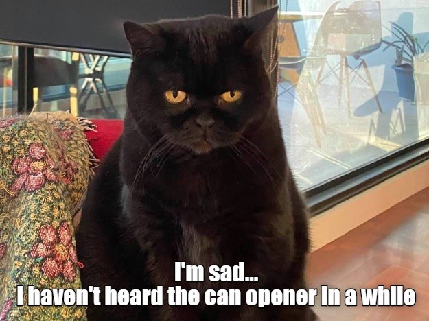 Poor Kitty - Lolcats - lol | cat memes | funny cats | funny cat ...