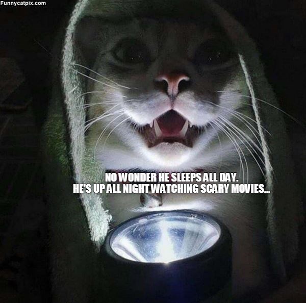 Lolcats - lol | cat memes | funny cats | funny cat pictures with words ...