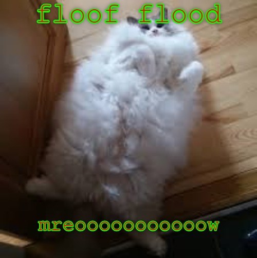 Floof - Lolcats - lol | cat memes | funny cats | funny cat pictures ...