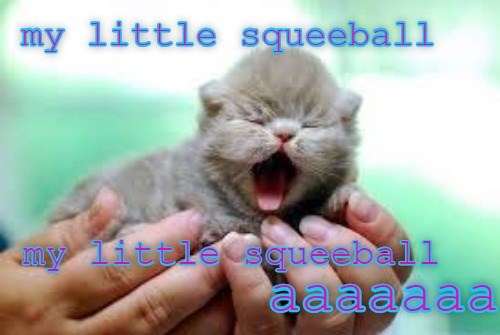 squeeeeeeeeee - Lolcats - lol | cat memes | funny cats | funny cat ...