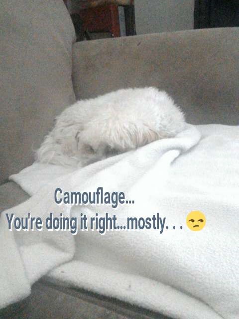 I see nothing… - I Has A Hotdog - Dog Pictures - Funny pictures of dogs ...