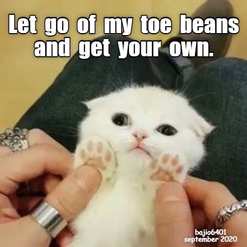 QUIT TOUCHING MY TOE BEANS - Lolcats - lol | cat memes | funny cats ...
