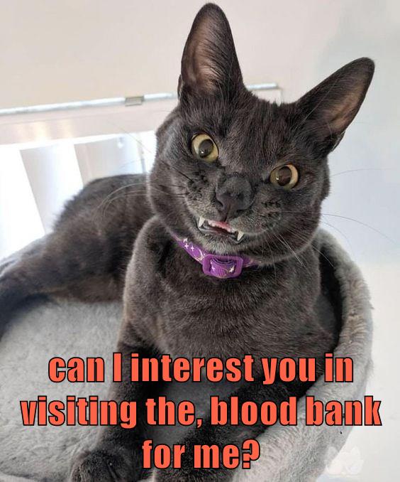 Lolcats - lol | cat memes | funny cats | funny cat pictures with words ...