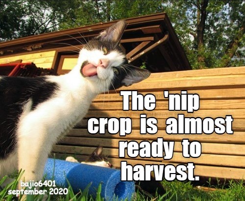 THAT WAS A PRIMO SAMPLE - Lolcats - lol | cat memes | funny cats ...