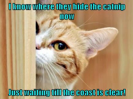 Waiting till the coast is clear! - Lolcats - lol | cat memes | funny ...