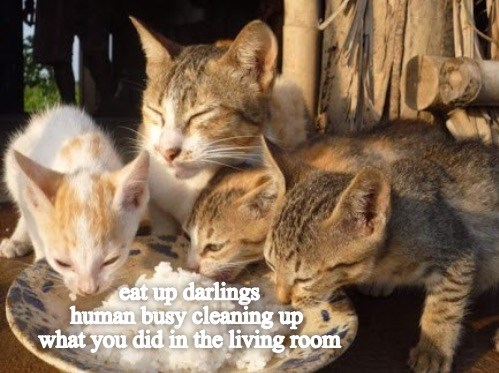 Feline Logistics - Lolcats - lol | cat memes | funny cats | funny cat ...