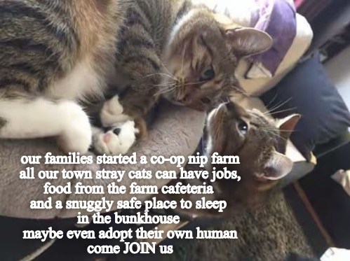 Community Spirit: Kittehs In Action - Lolcats - lol | cat memes | funny ...